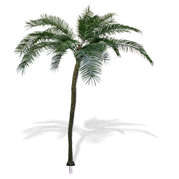 Palm Tree-Commercial - Amazing Green Inc.
