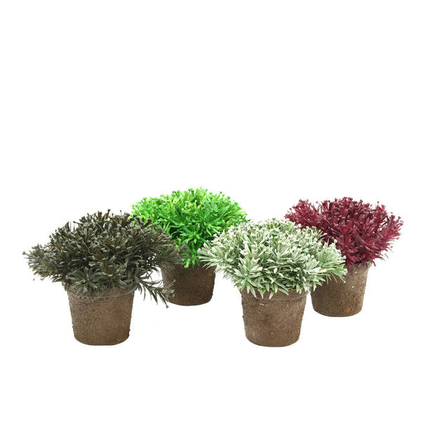 Mini Plants - Amazing Green Inc.